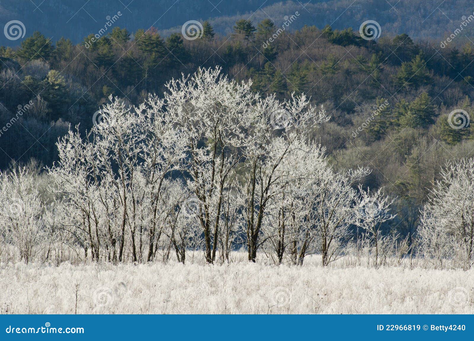 Frost Covered Trees and Land. Stock Image - Image of early, landscapes ...