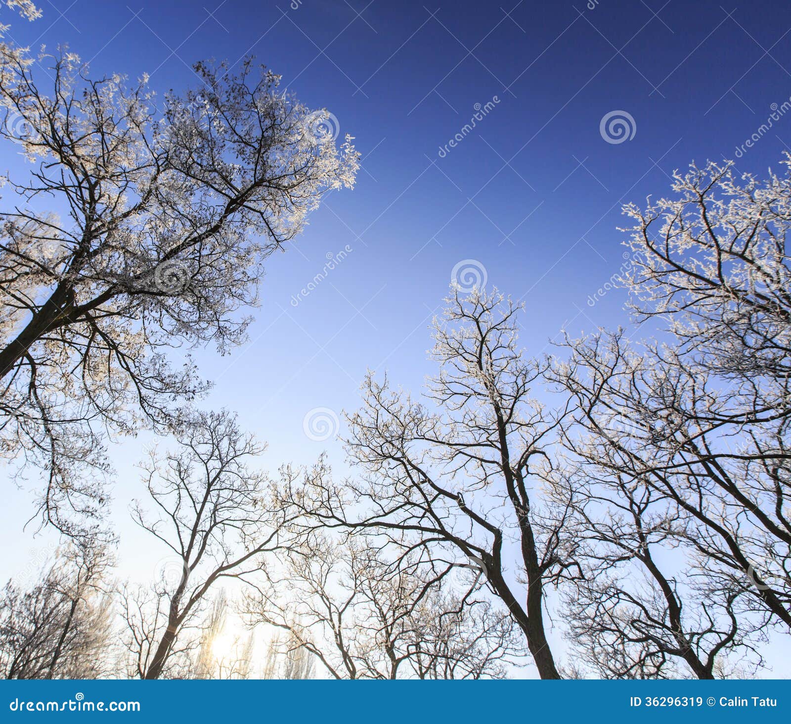 Frost Covered Trees, Profiled on Bright Sky in Winter Stock Image ...