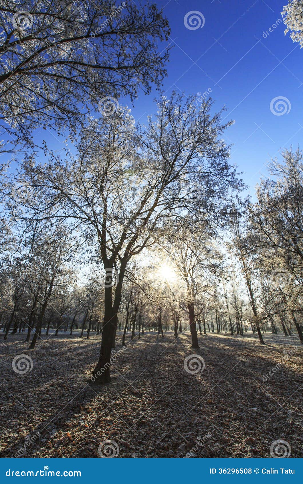 Frost Covered Trees, Profiled on Bright Sky in Winter Stock Photo ...