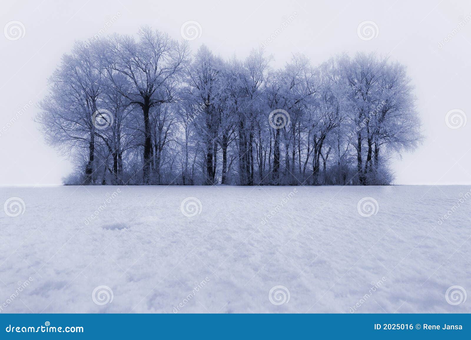 Frost Covered Trees in Winter Stock Photo - Image of quiet, dormant ...
