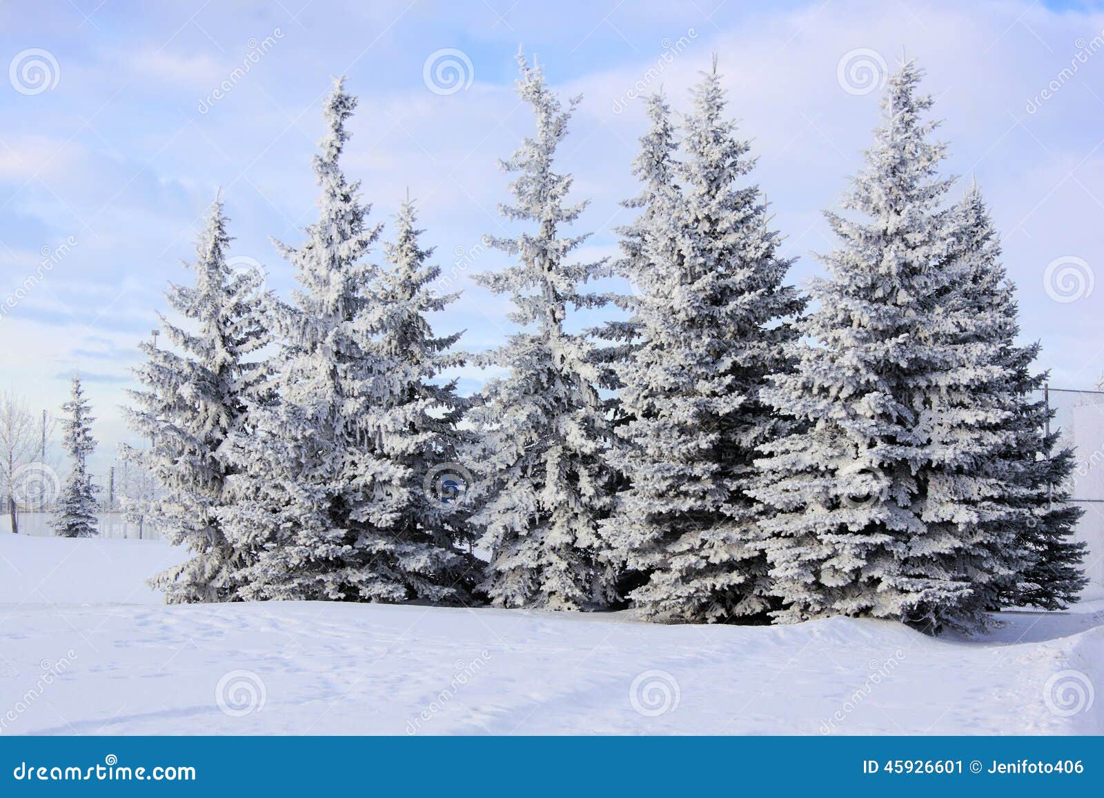 Frost covered trees stock image. Image of group, christmas - 45926601