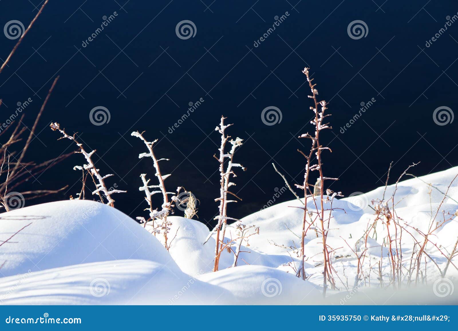 Frost Covered Vines in Soft Snow Stock Photo - Image of drifts, winter ...