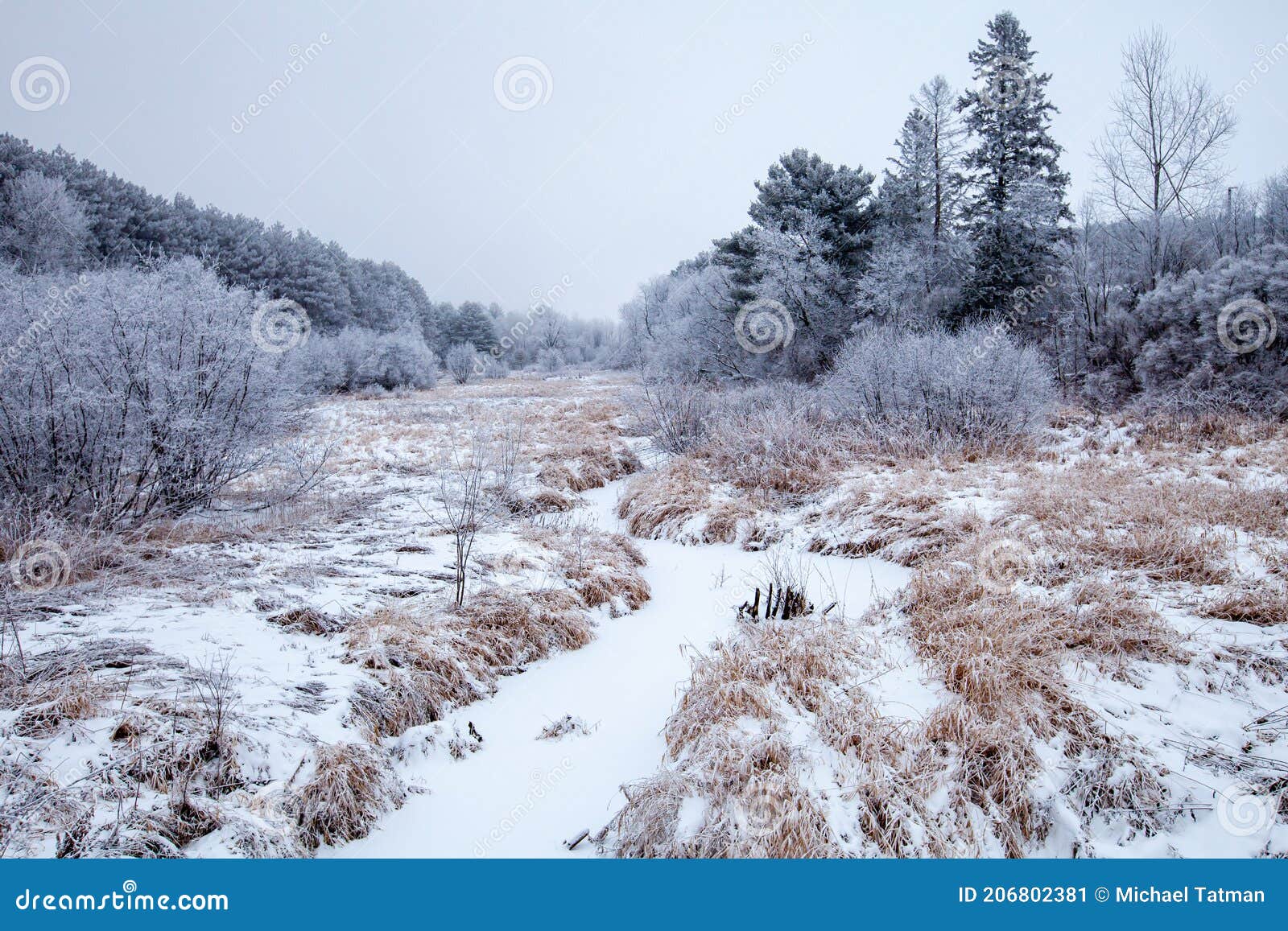 Frost Covered Wisconsin Forest with a Frozen Stream in the Middle Stock ...