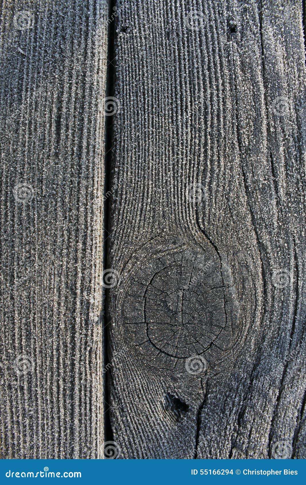 Frost Covered Wood stock photo. Image of sunlight, covered - 55166294