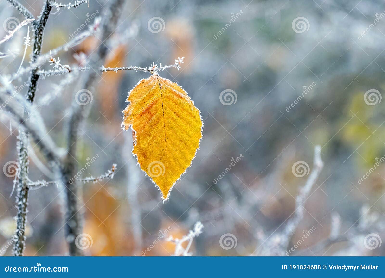 Frost-covered Yellow Leaf on a Tree with a Blurred Background Stock ...