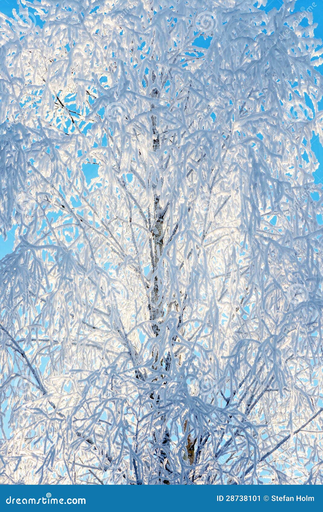 Frost Covering Bare Tree Branches Stock Image - Image of cover, nature ...