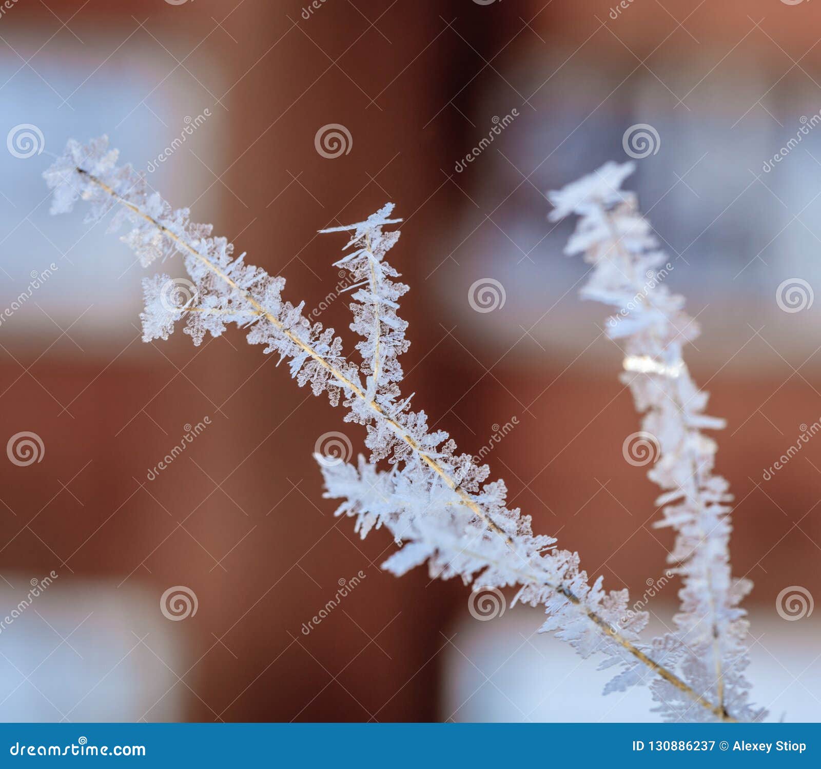 Frost crystals stock image. Image of frost, winter, closeup - 130886237