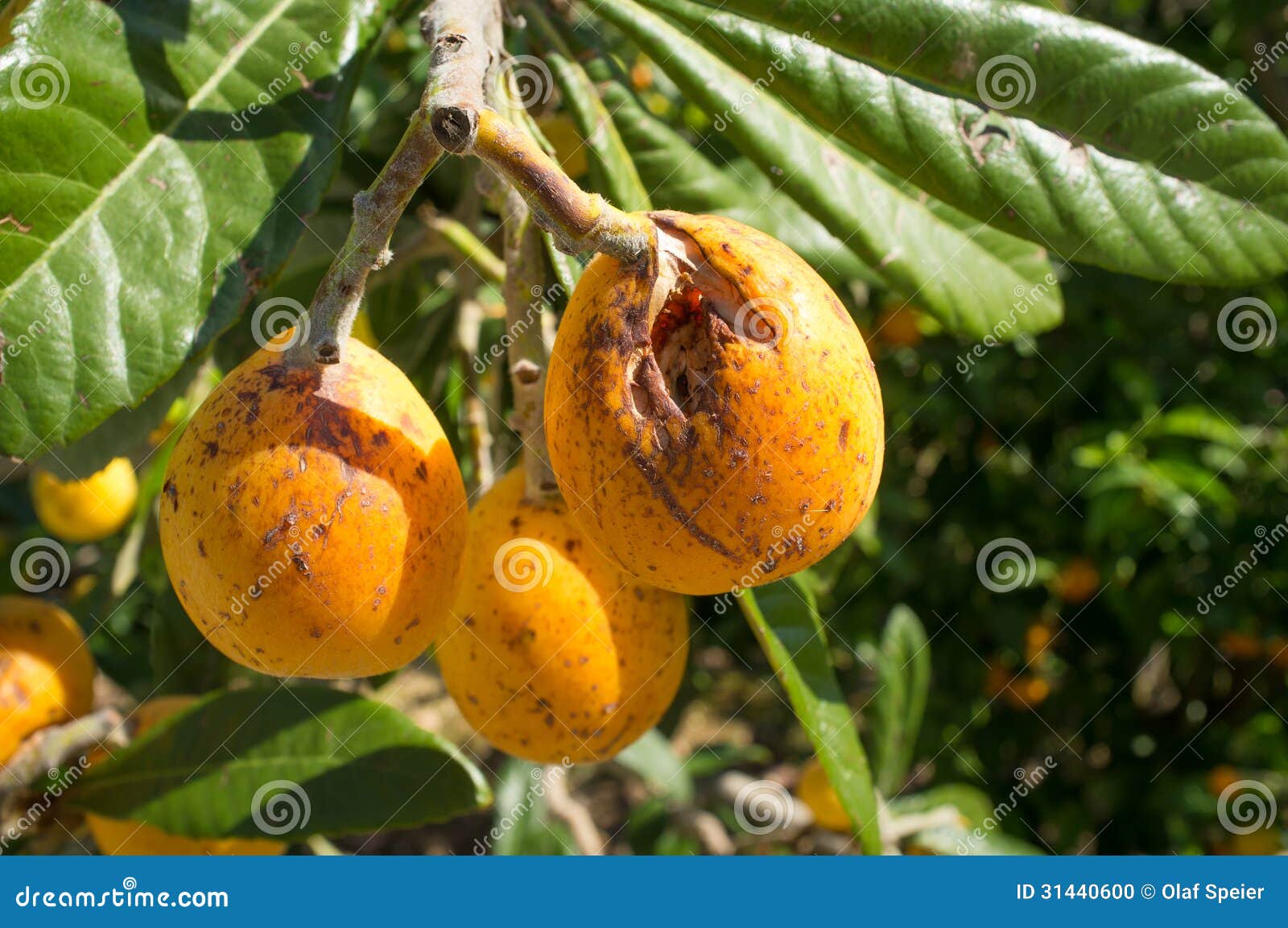 Frost damage stock photo. Image of damage, destruction - 31440600