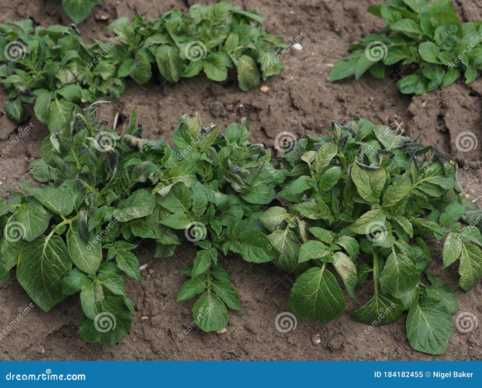 Frost Damaged Crops stock image. Image of damage, field - 184182455