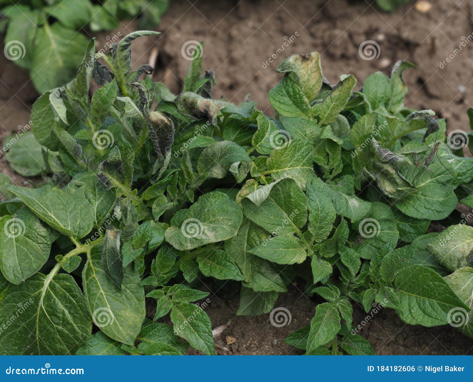 Frost Damaged Crops stock photo. Image of growing, vegetable - 184182606