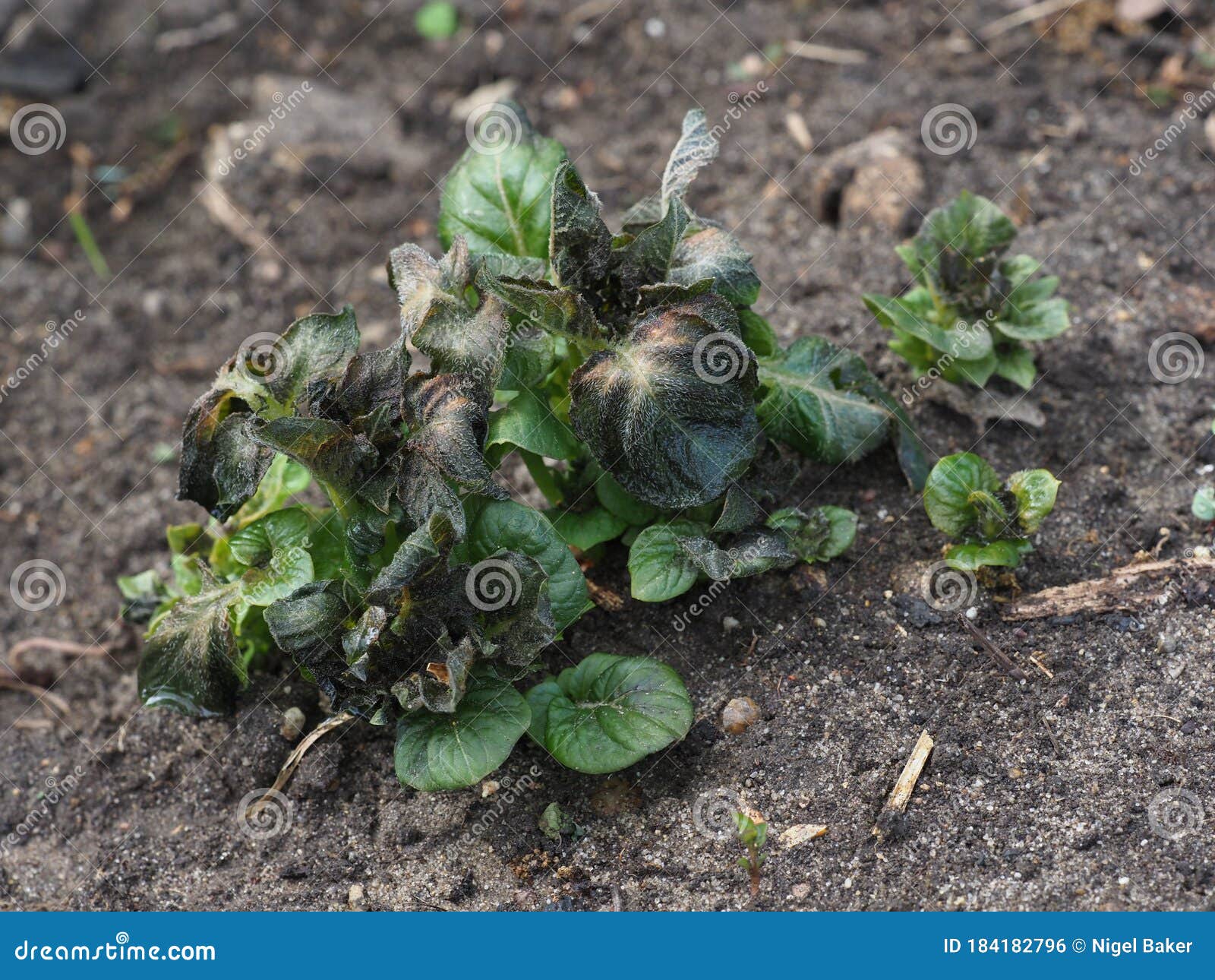 Frost Damaged Crops stock photo. Image of grow, potatoes - 184182796