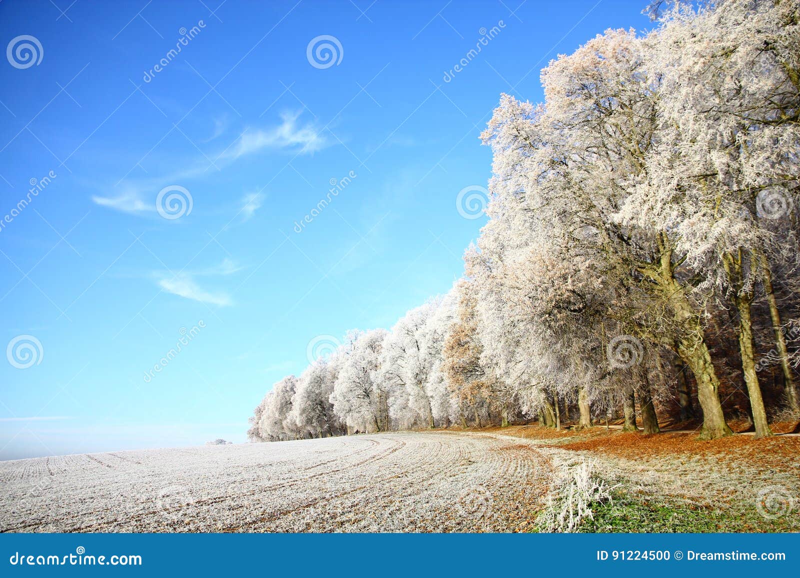 Frost day stock photo. Image of field, black, blue, enjoy - 91224500