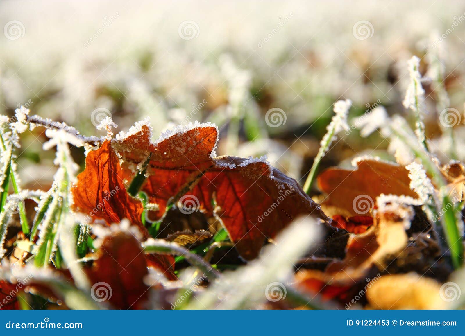 Frost day stock image. Image of cold, germany, grey, light - 91224453