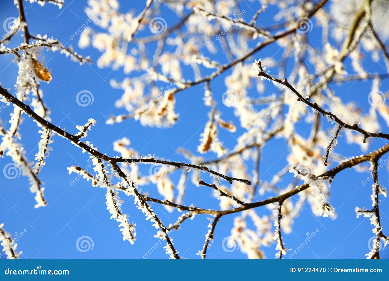 Frost day stock photo. Image of blue, tree, foggy, light - 91224470