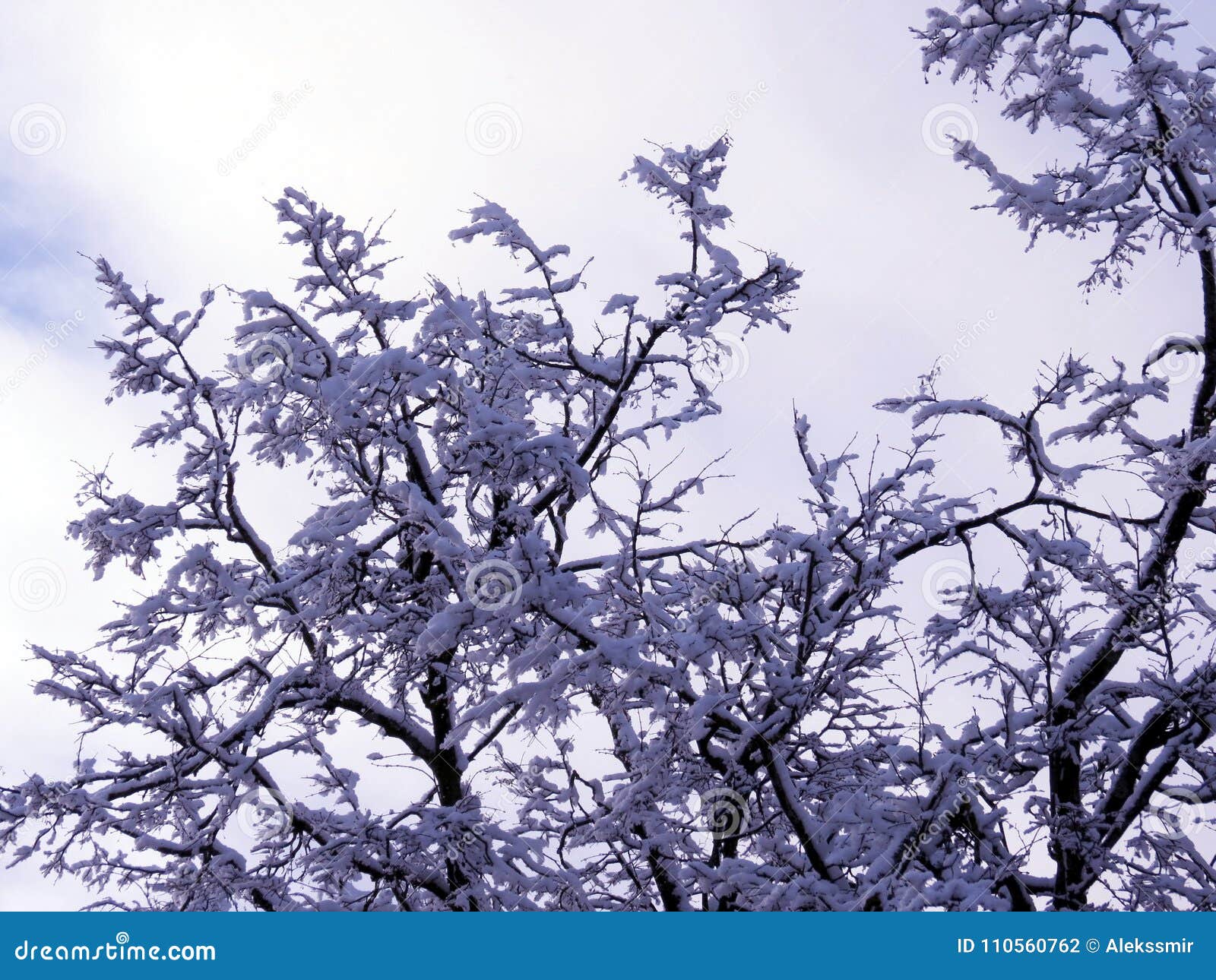 Frost Decorated the Branches of Trees with Snow Stock Photo - Image of ...