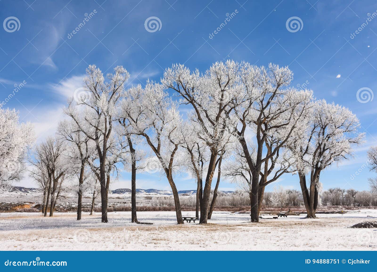 Frost Falling Off Trees Like Snow Stock Image - Image of like, calm ...