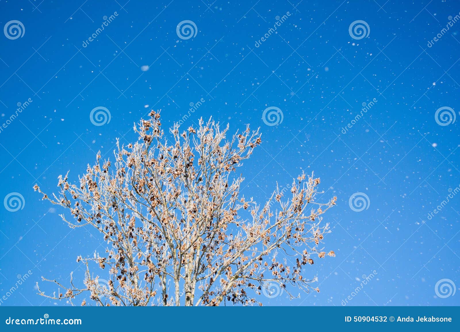 Frost falling from tree stock photo. Image of scenic - 50904532