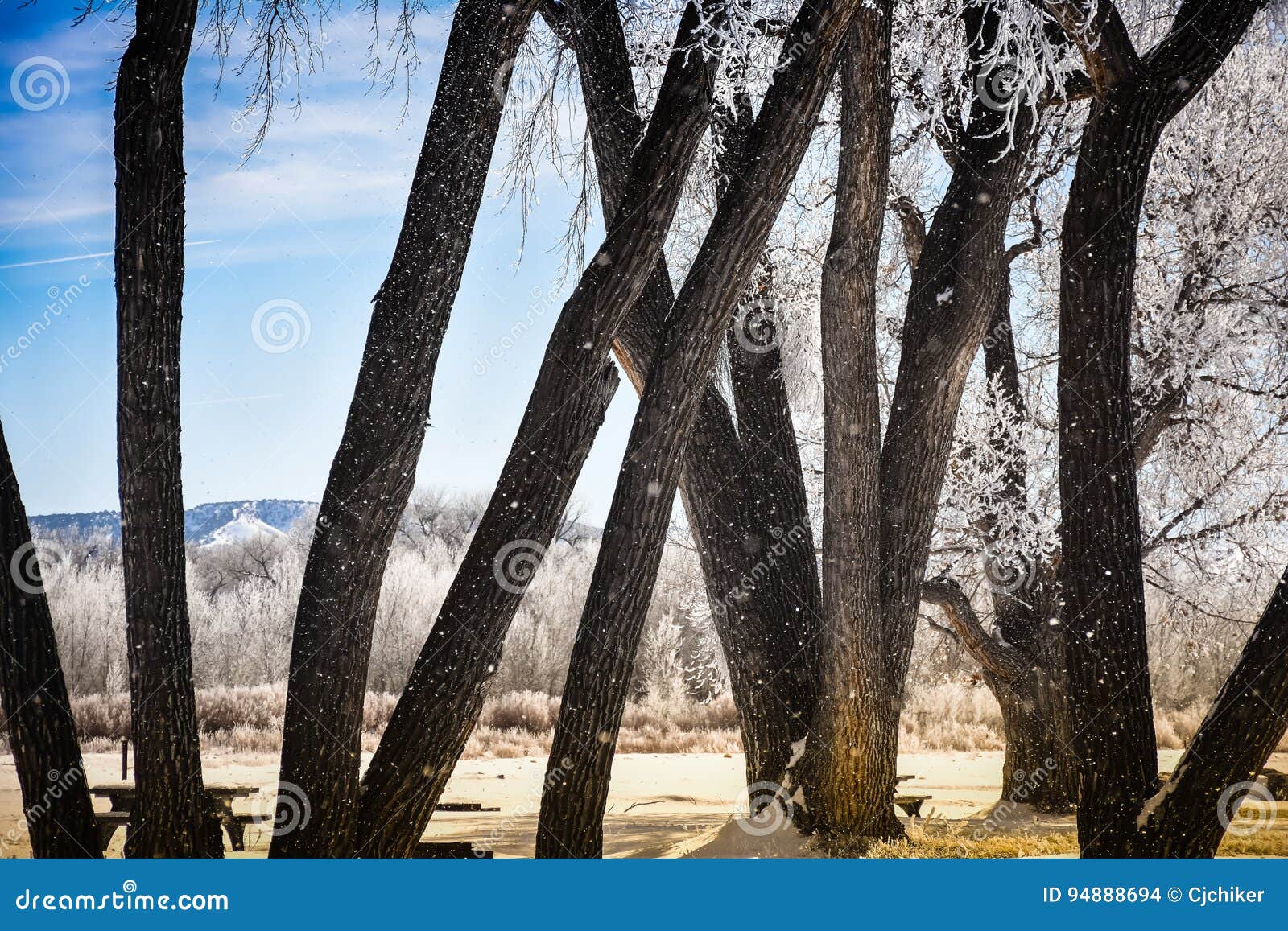 Frost Falling in Trees stock photo. Image of canyon, nature - 94888694