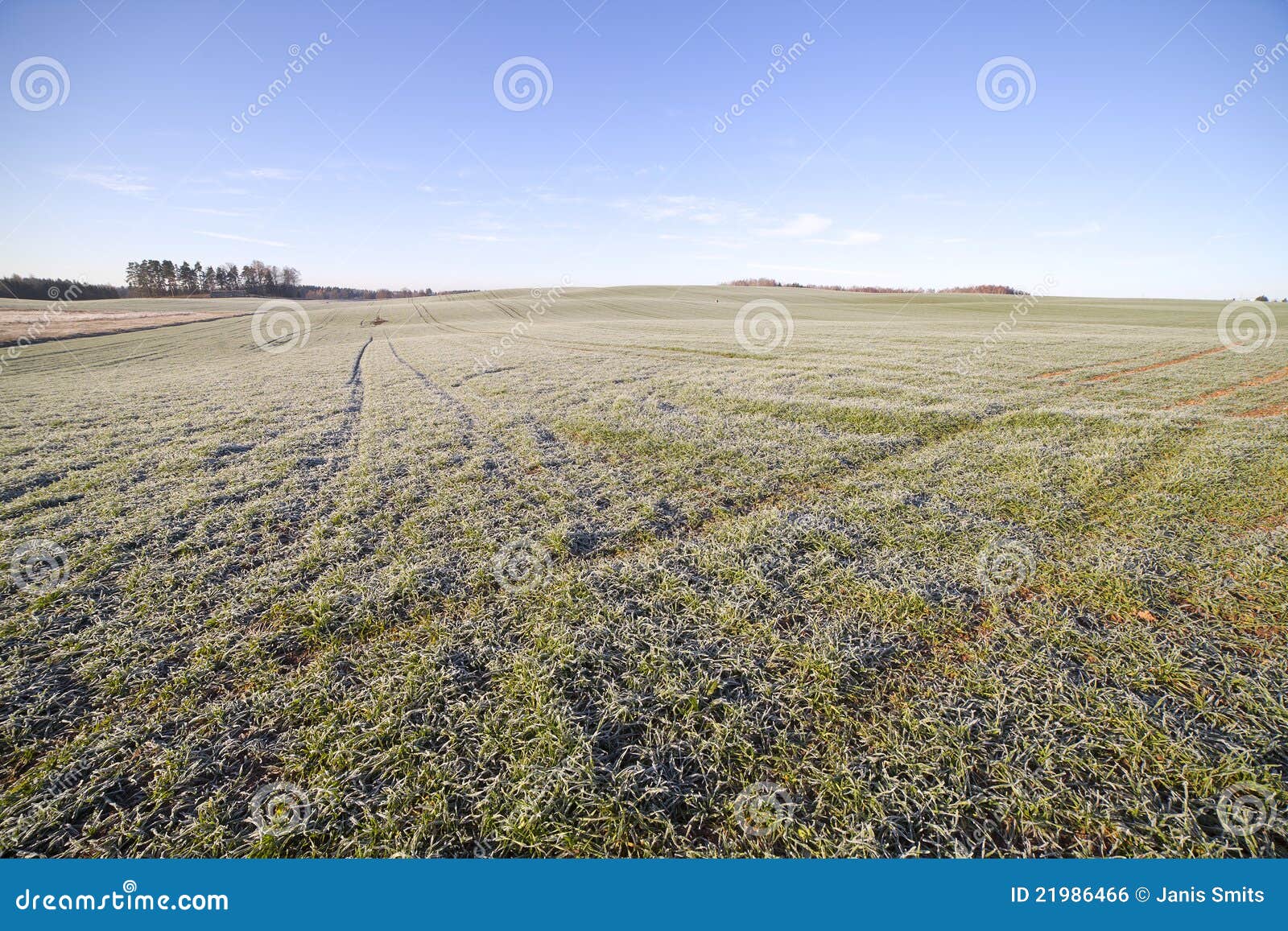 Frost in field. stock photo. Image of wheat, plant, chill - 21986466