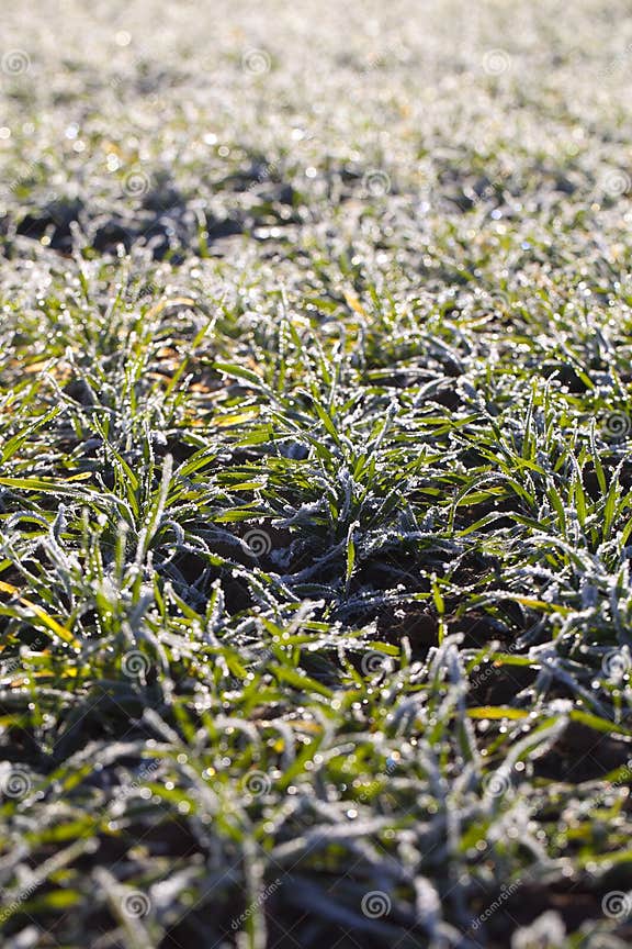 Frost in field. stock photo. Image of sunlight, frozen - 21986474
