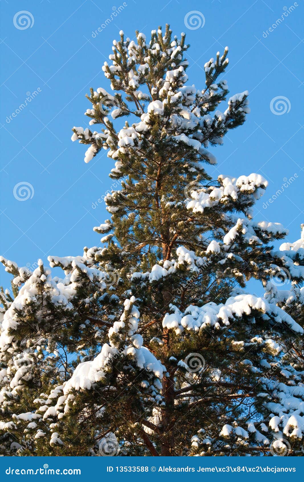 Frost fir branch stock photo. Image of tranquil, weather - 13533588