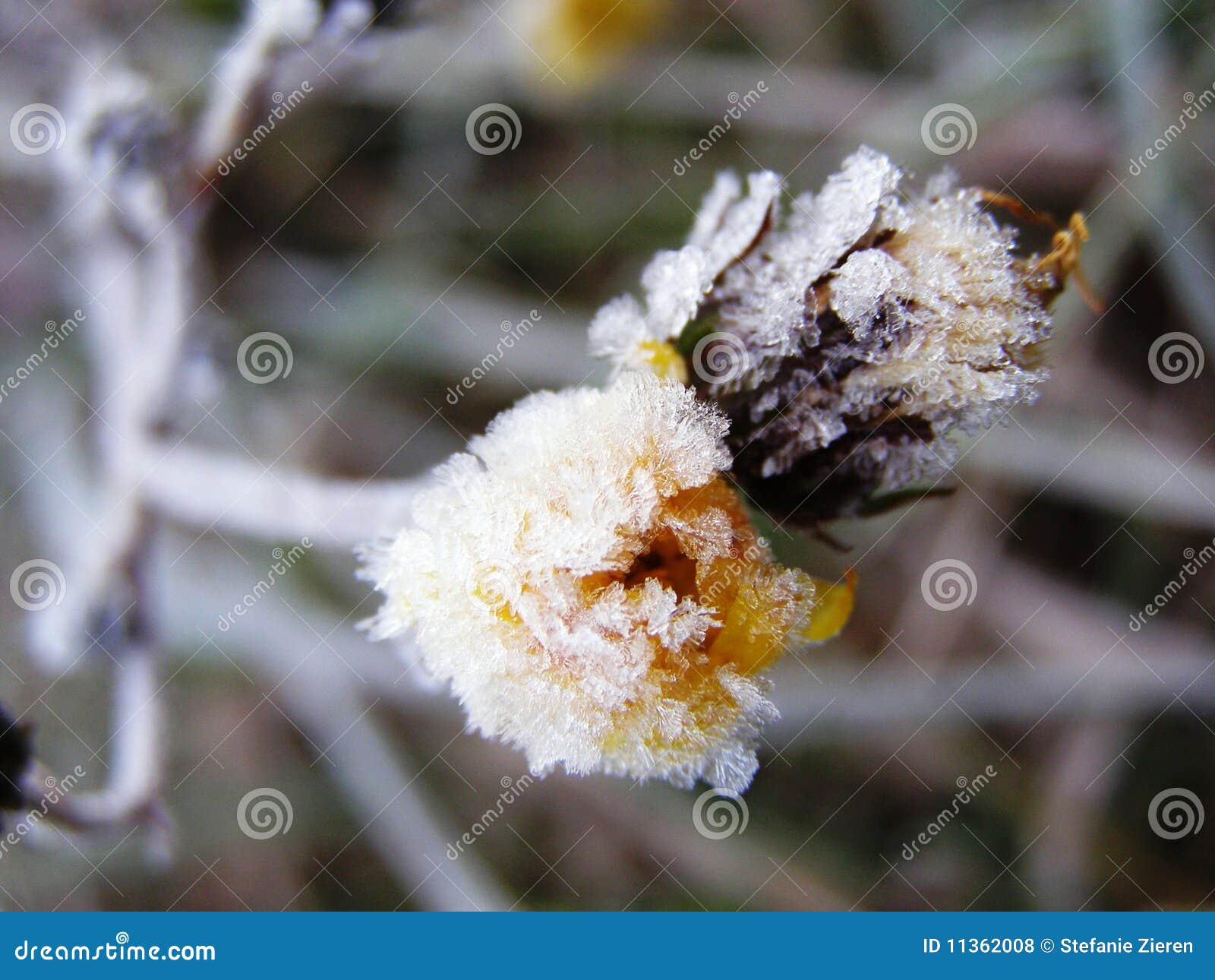 Frost on Flower stock photo. Image of delicate, fall - 11362008