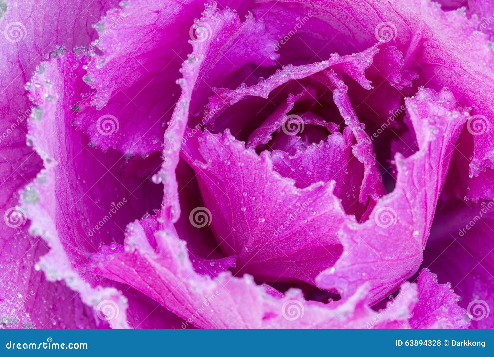 The Frost Flower in Morning Stock Photo - Image of meadow, macro: 63894328