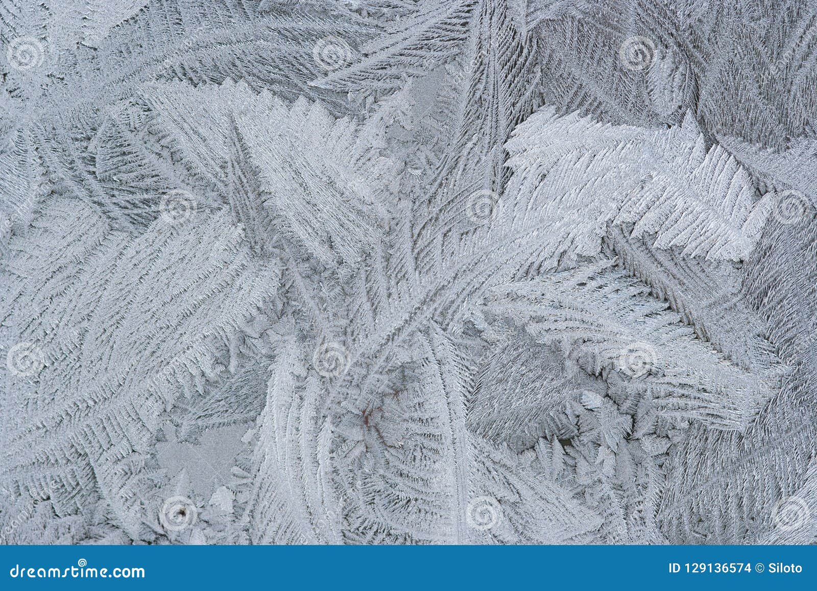 Frost flower on the window stock photo. Image of natural - 129136574