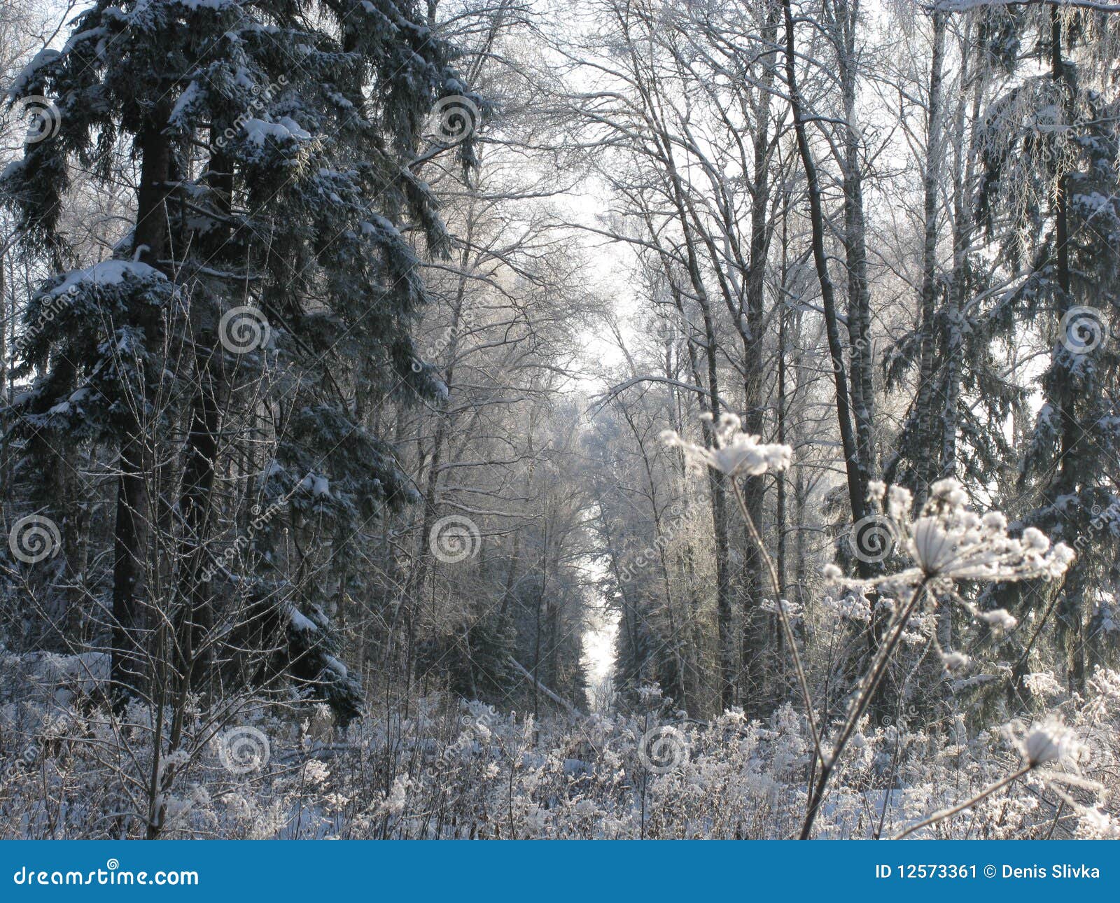 Frost forest stock image. Image of positive, freezing - 12573361