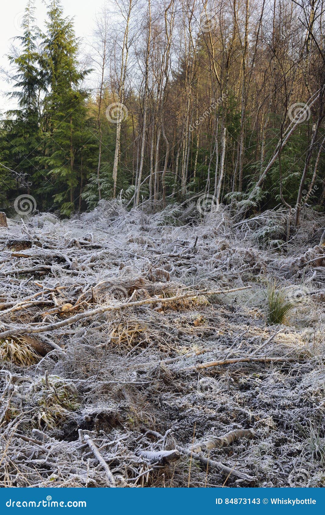 Frost in Forest of Dean stock image. Image of trunk, britain - 84873143