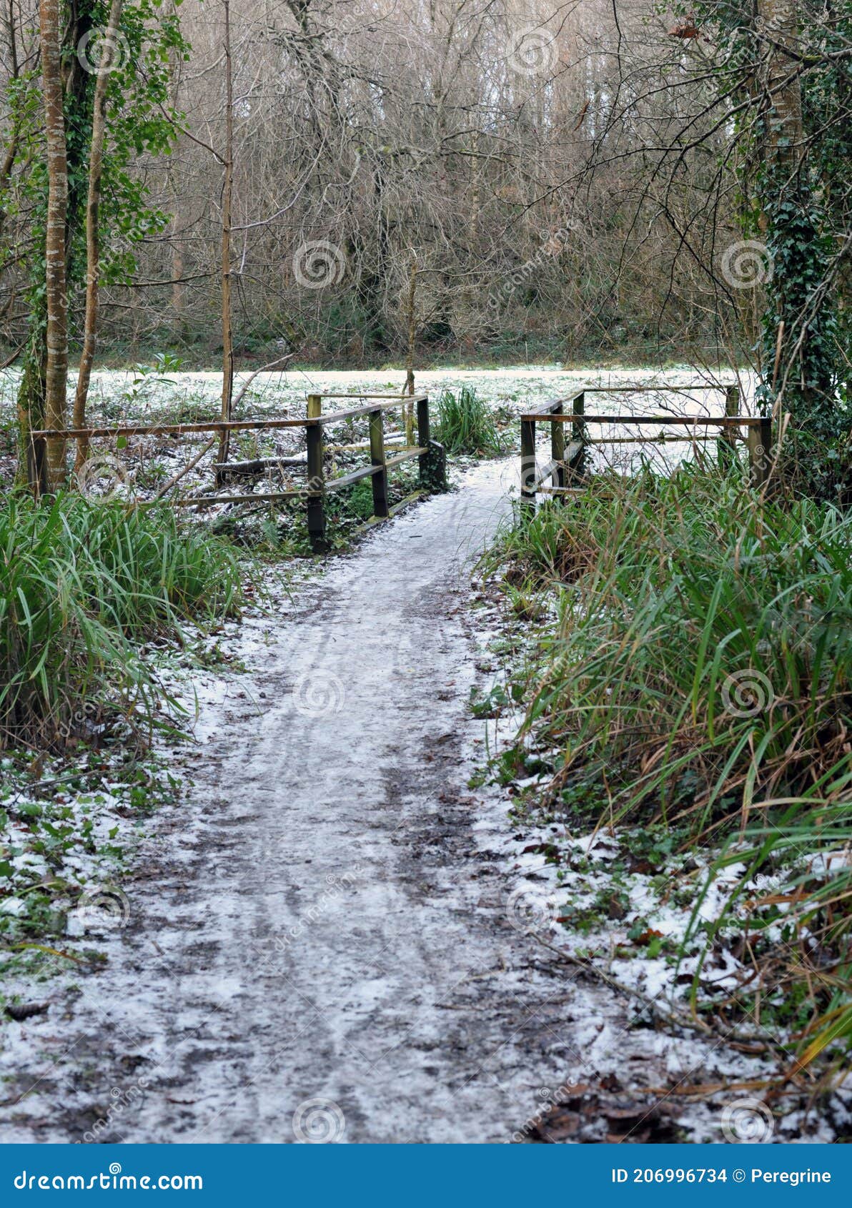 Frost in the forest stock photo. Image of ireland, tourism - 206996734