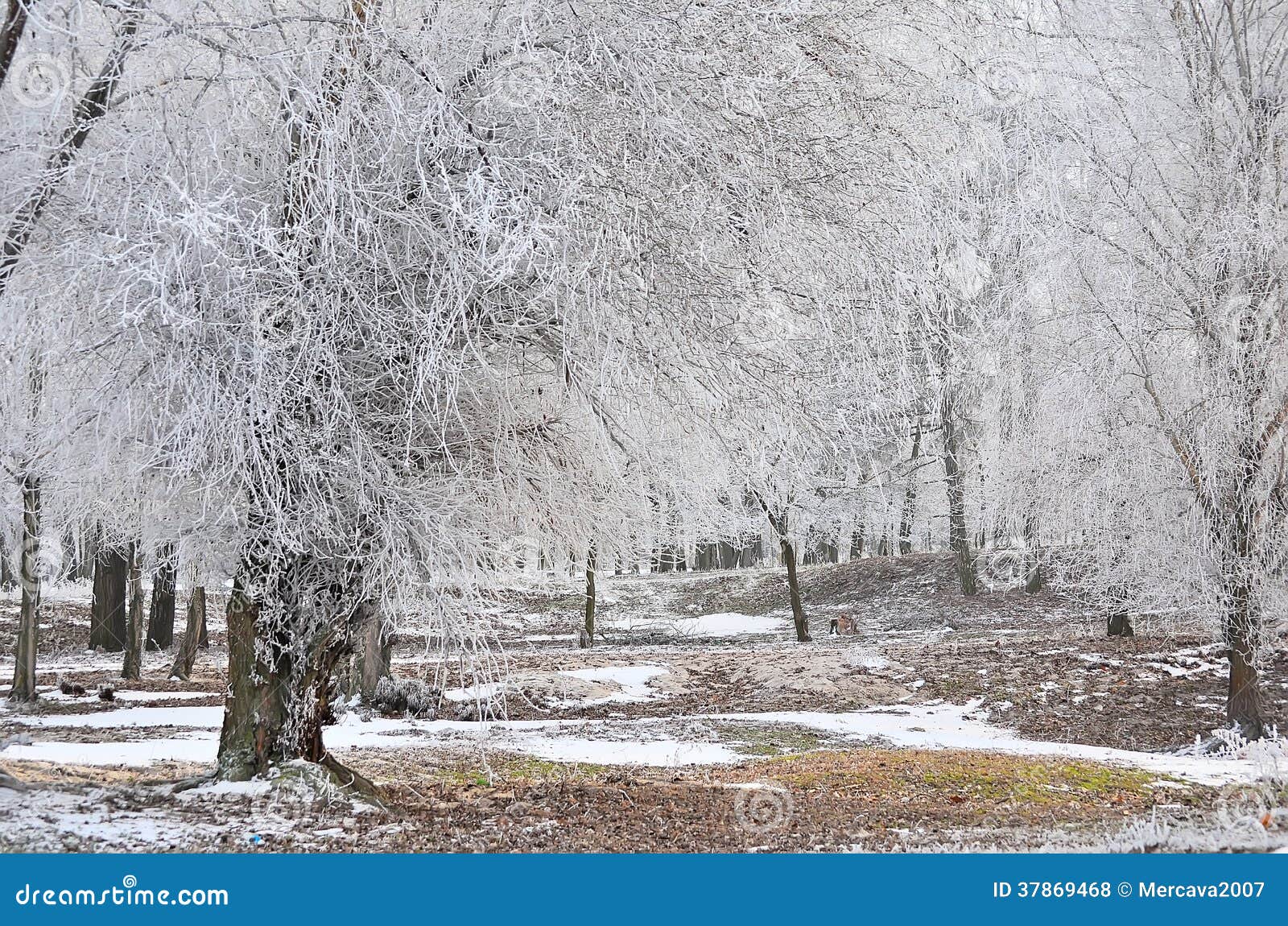 Frost. stock photo. Image of travel, woods, weather, frosty - 37869468