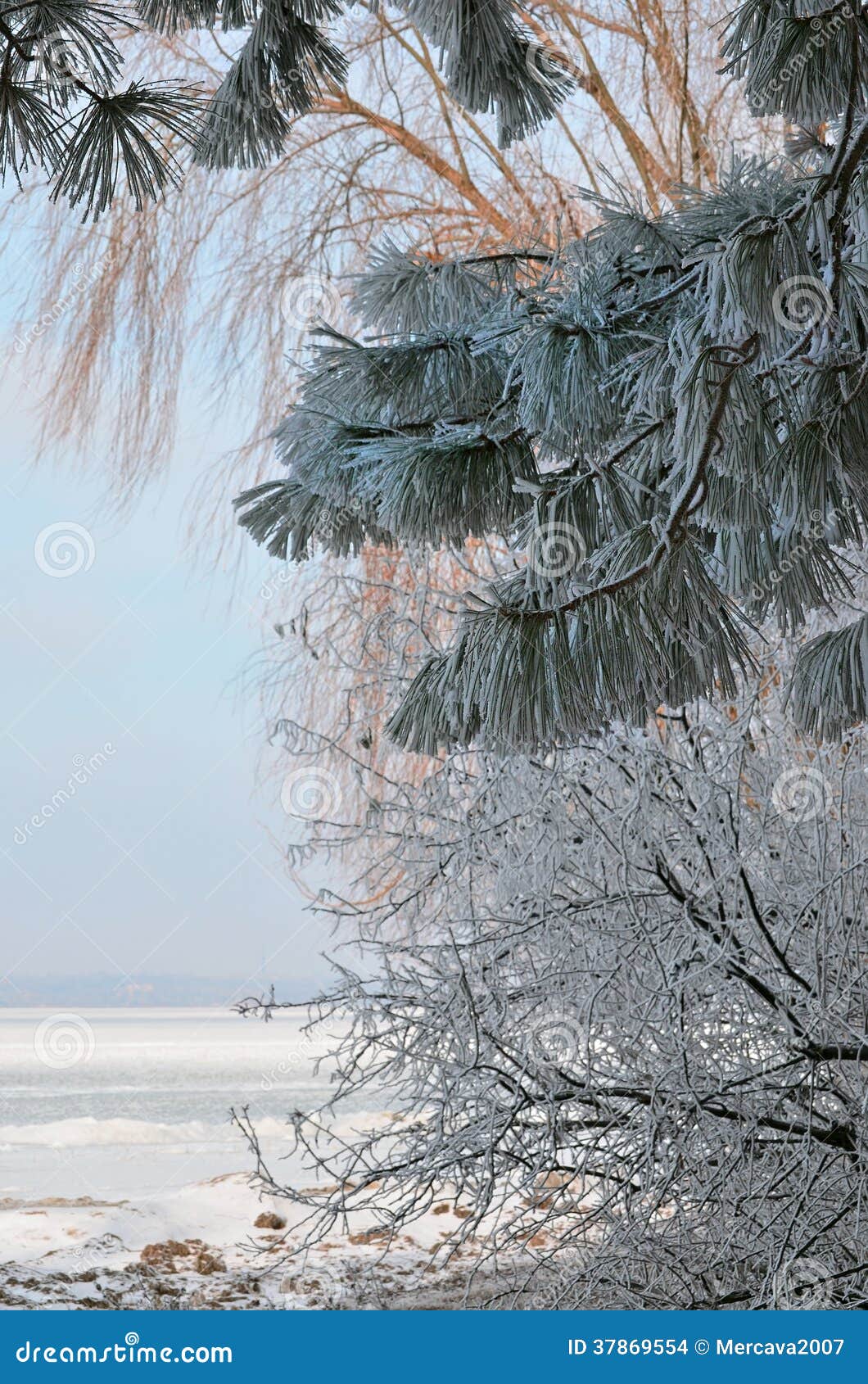 Frost. stock photo. Image of outdoors, frost, white, frozen - 37869554