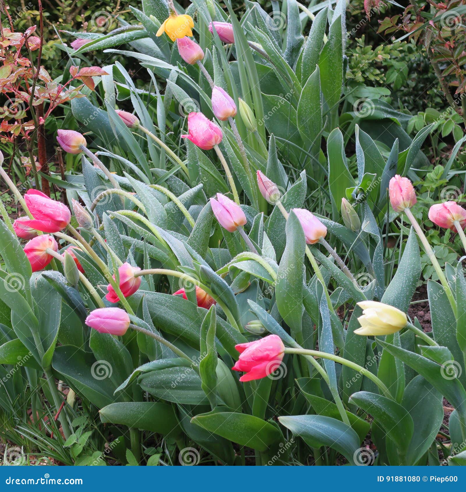 In Frost-frozen Colorful Tulips in Cold Spring with Ice Stock Photo ...