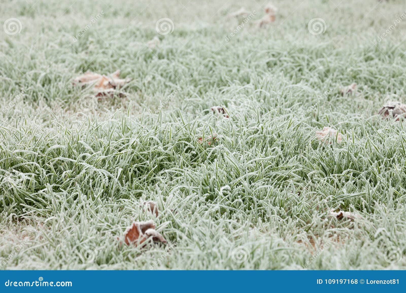 Frost Grass after a Cold Night in Winter Stock Photo - Image of ground ...