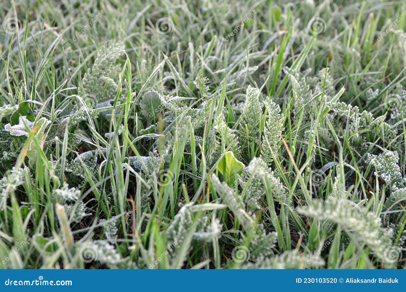 Frost on the Grass during the Cold Season Stock Photo - Image of frosty ...