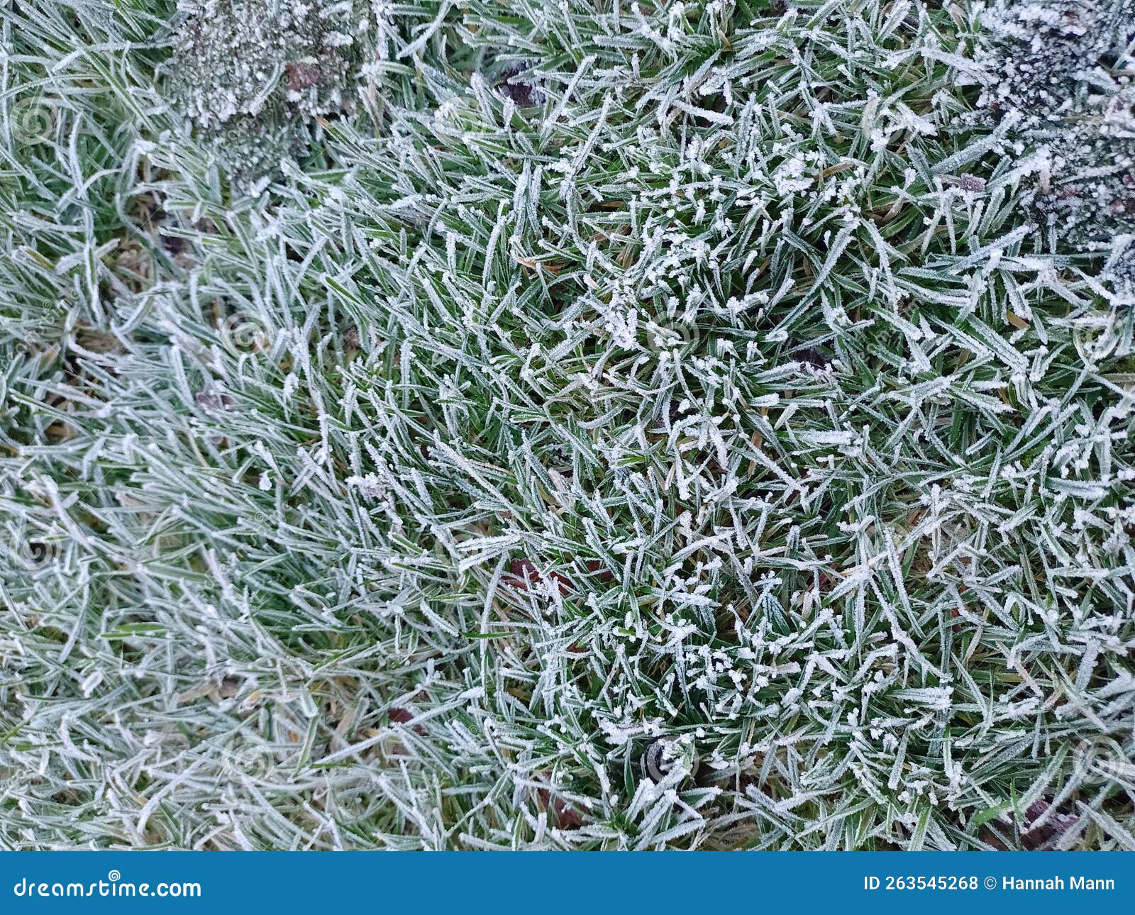 Frost on Grass, Frozen Grass Stock Photo - Image of spruce, gras: 263545268