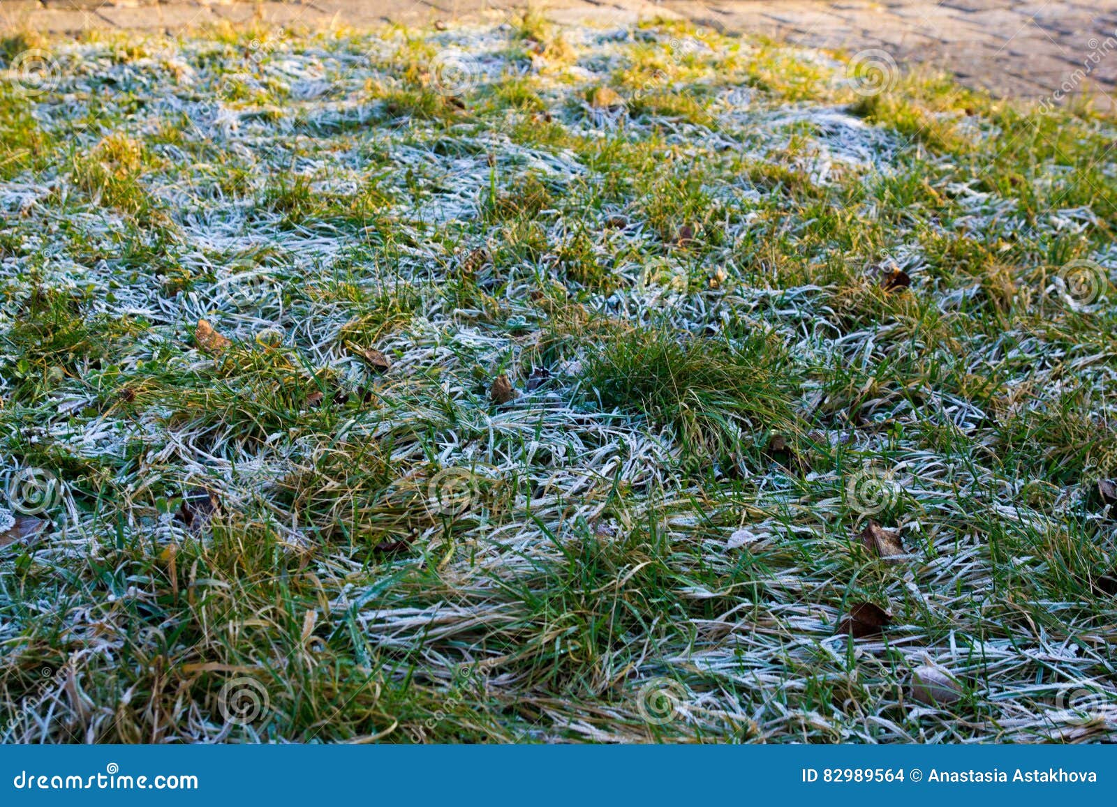 Frost on the grass stock photo. Image of light, pattern - 82989564