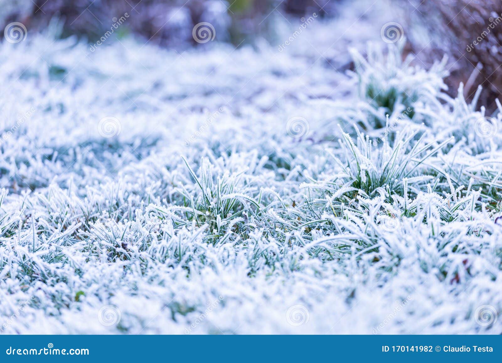Frost grass in the morning stock photo. Image of nature - 170141982