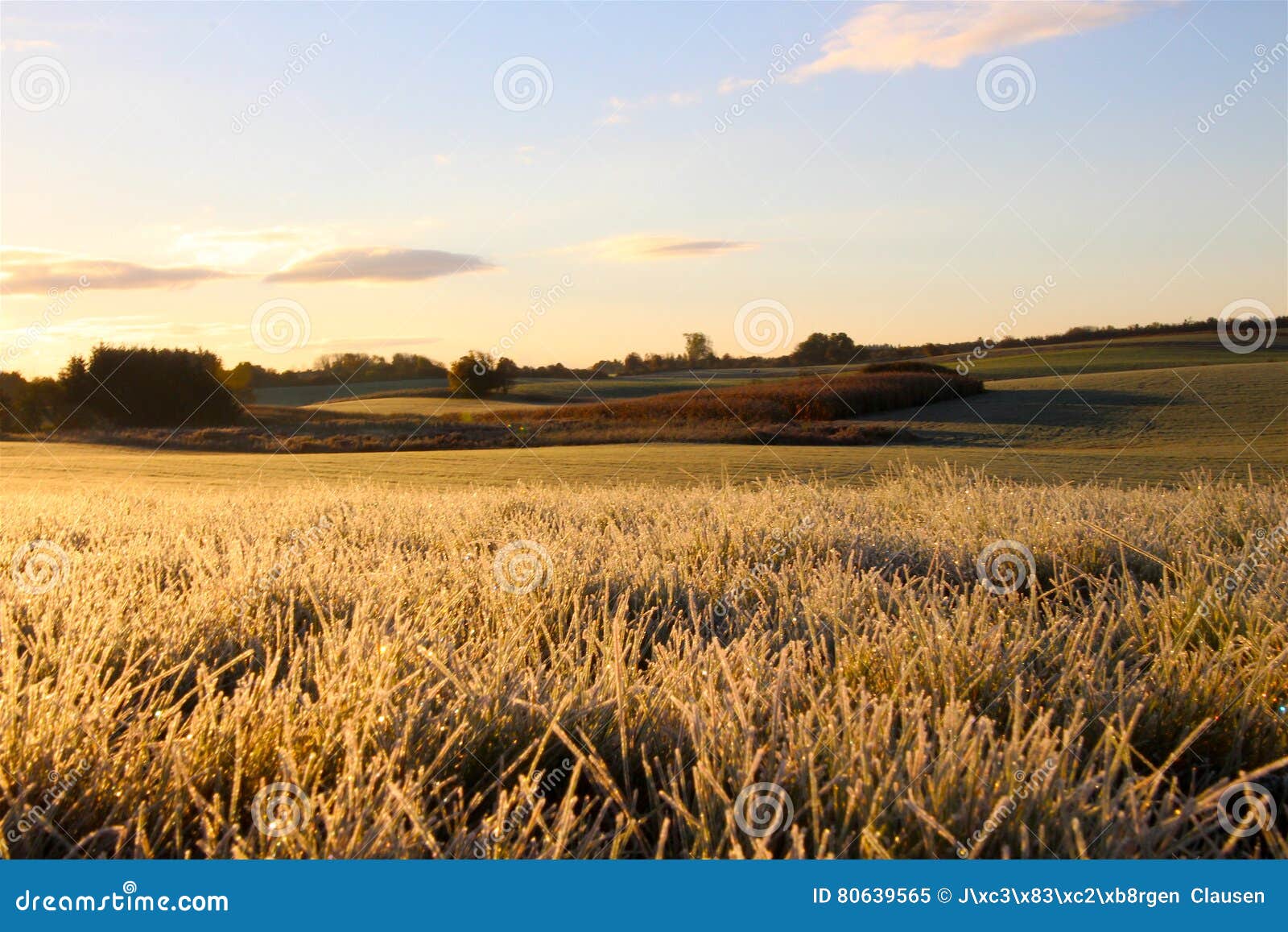 Frost on the Grass in November Stock Image - Image of meadow, frost ...