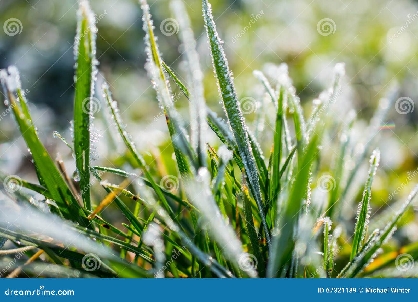 Frost stock image. Image of plant, gras, spring, water - 67321189