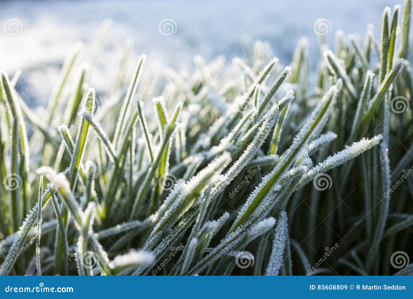 Frost on grass stock image. Image of closeup, macro, frost - 85608809