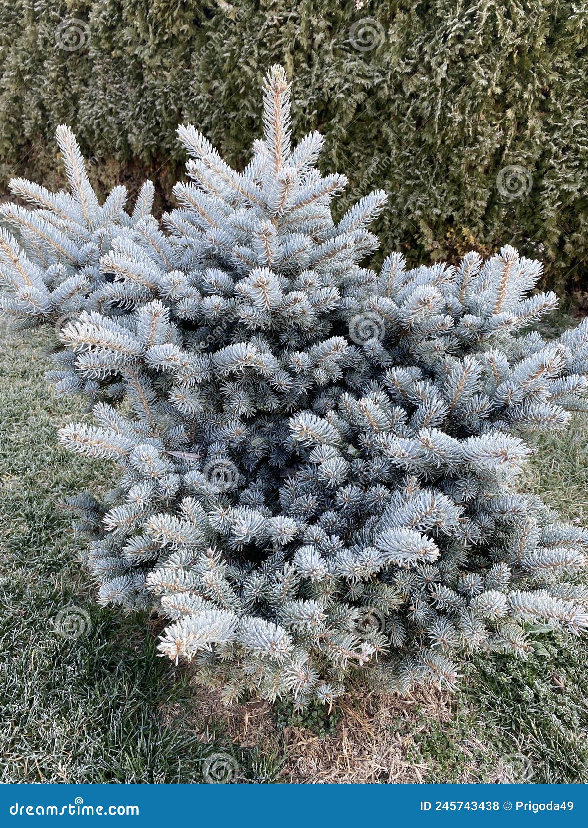 Frozen bush stock photo. Image of frozen, bush, green - 245743438