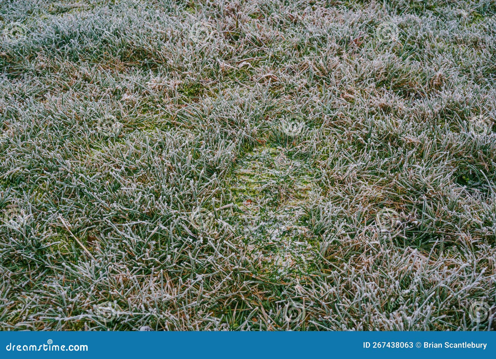 Frost on the Ground Freezing Blades of Grass Stock Image - Image of ...