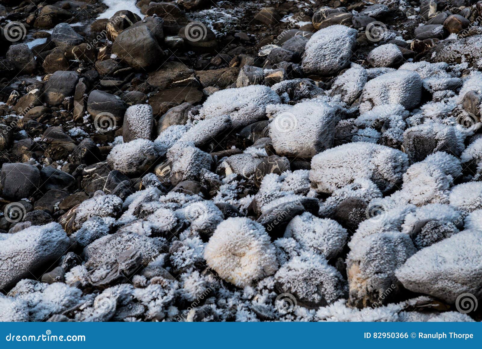 Frost on growning on rocks stock photo. Image of frost - 82950366