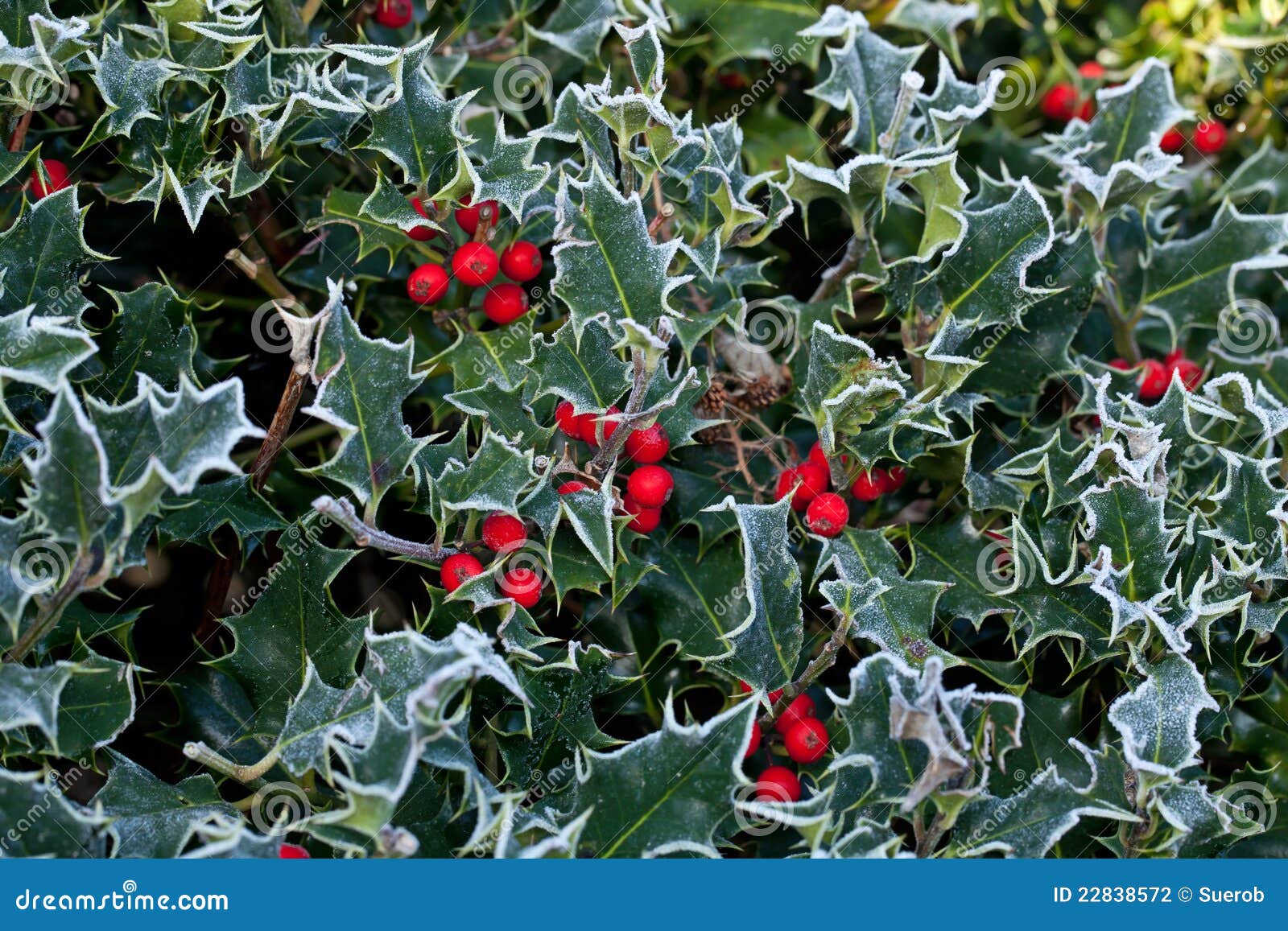 Frost on Holly Hedge stock photo. Image of festive, christmas - 22838572