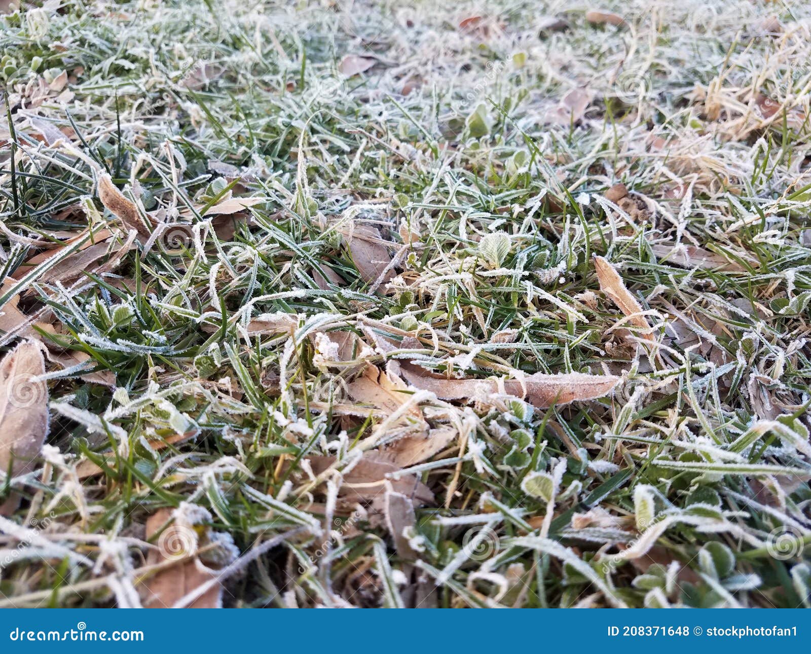 Frost or Ice on Grass or Lawn or Yard Stock Photo - Image of frozen ...