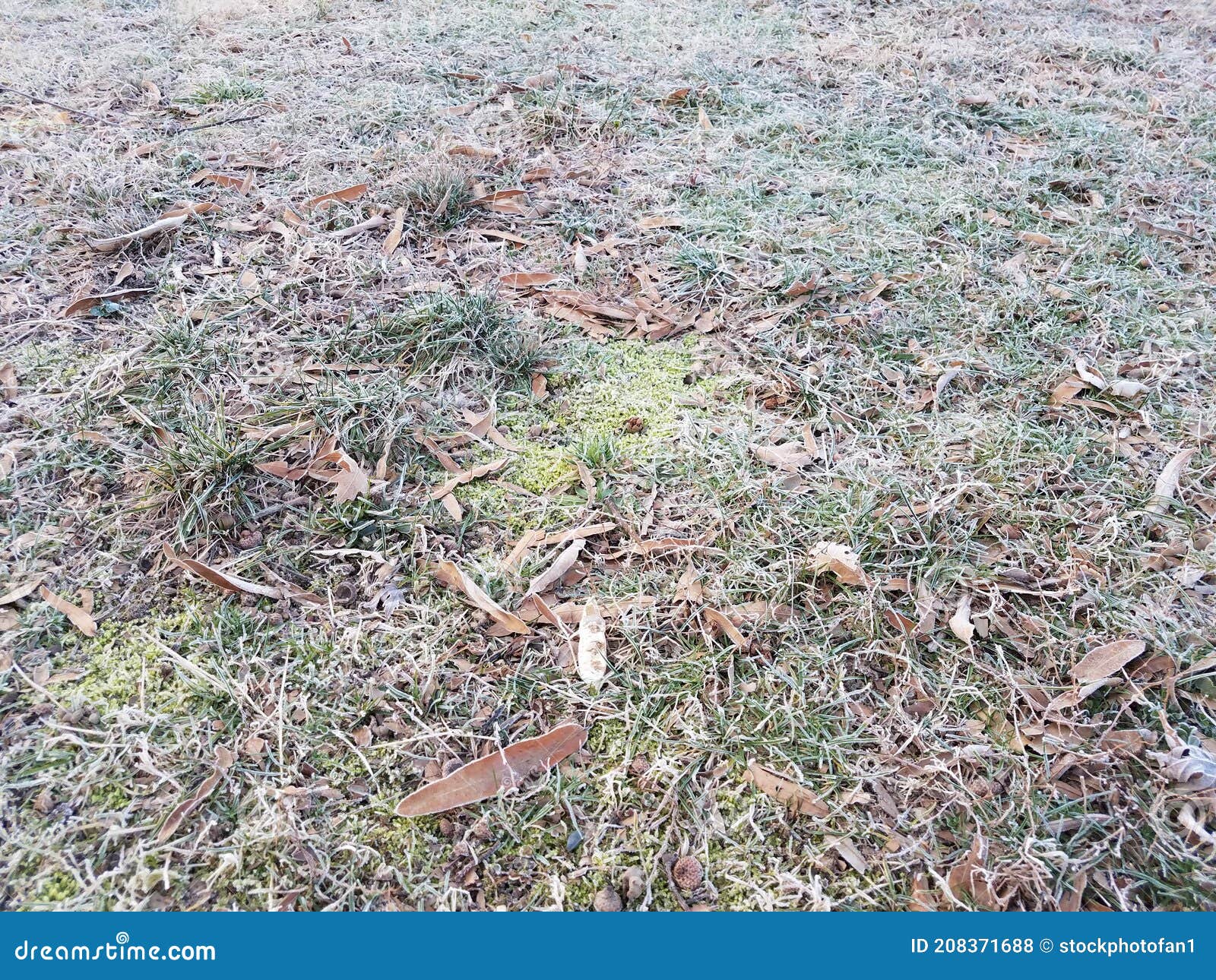 Frost or Ice on Grass or Lawn or Yard Stock Photo - Image of cold ...