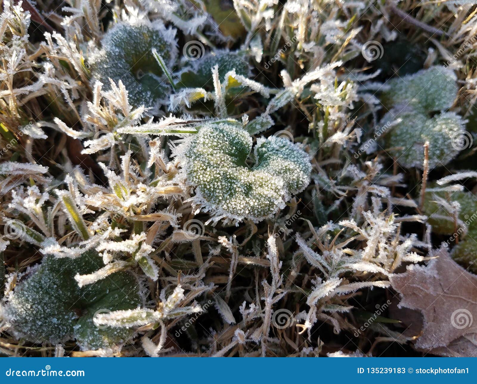 Frost or Ice on Green Grass or Lawn and Clover with Leaves Stock Image ...