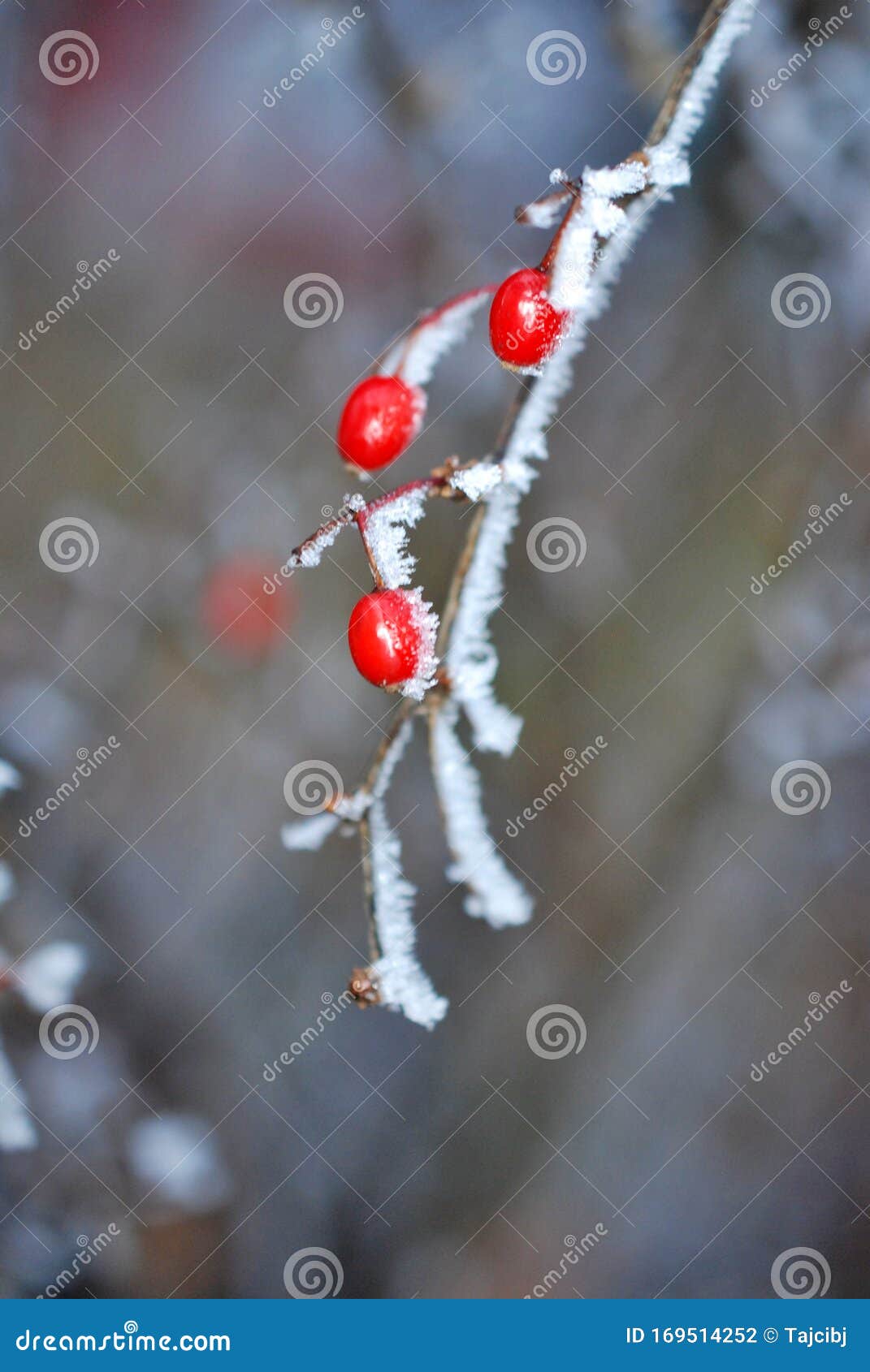 Frost , Ice on a Red Rose Hips Stock Photo - Image of foliage, cold ...